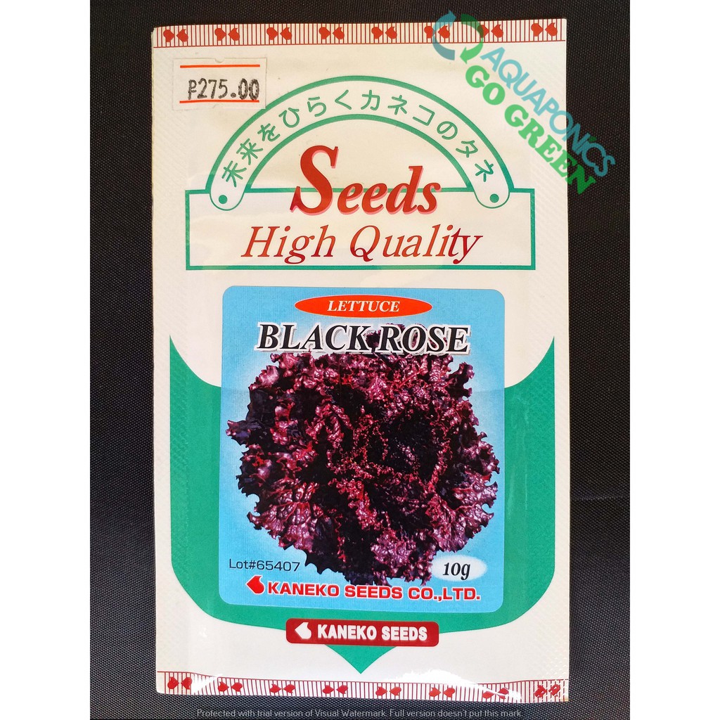 LETTUCE (BLACK ROSE) | Shopee Philippines