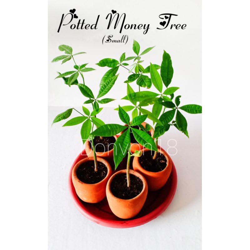 Potted Money Tree (Live) with roots......... | Shopee Philippines