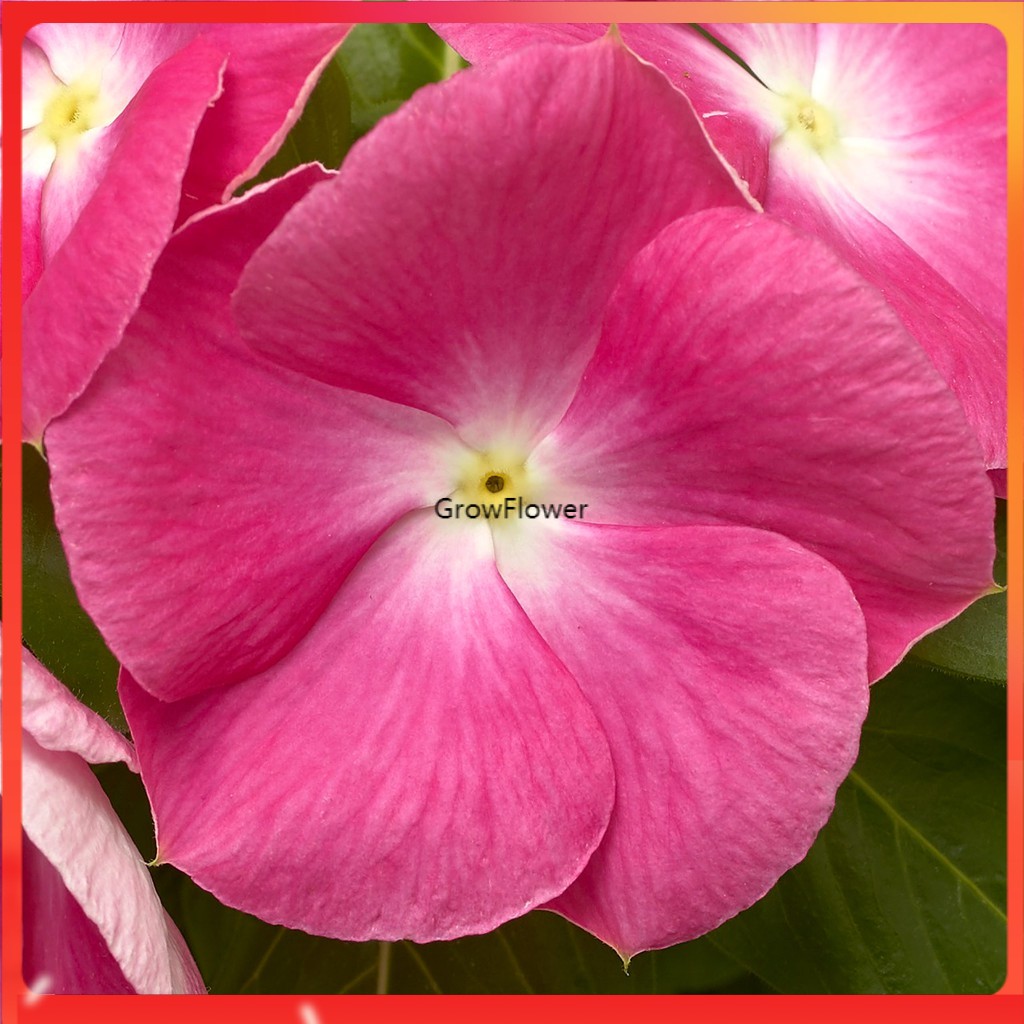 Vinca Carmina Pink Periwinkle Flower Seeds 10 Pcs | Shopee Philippines