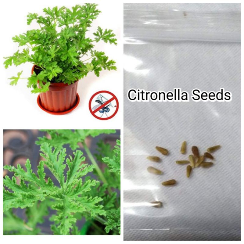 CITRONELLA MALVAROSA SEEDS (10pcs) for planting Outdoor garden plant ...