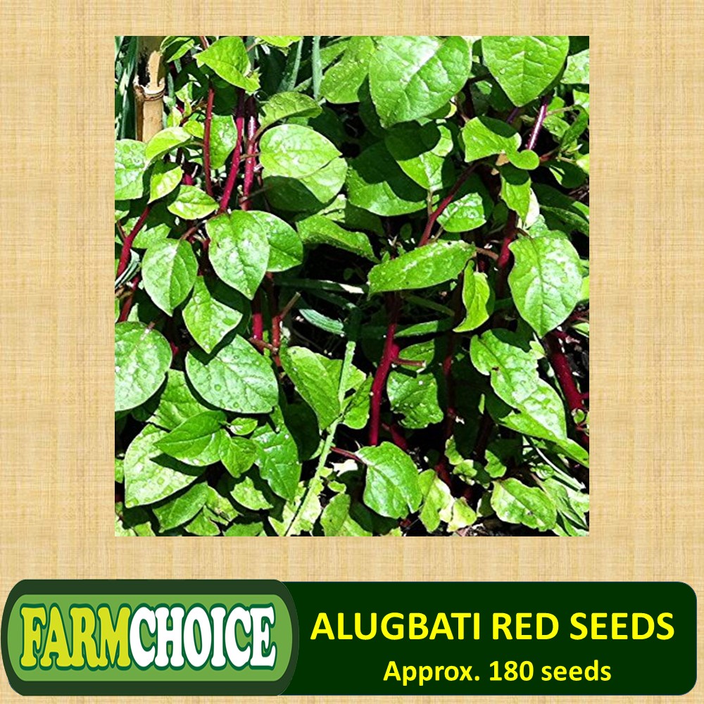 ALUGBATI RED SEEDS (180 seeds) | Shopee Philippines