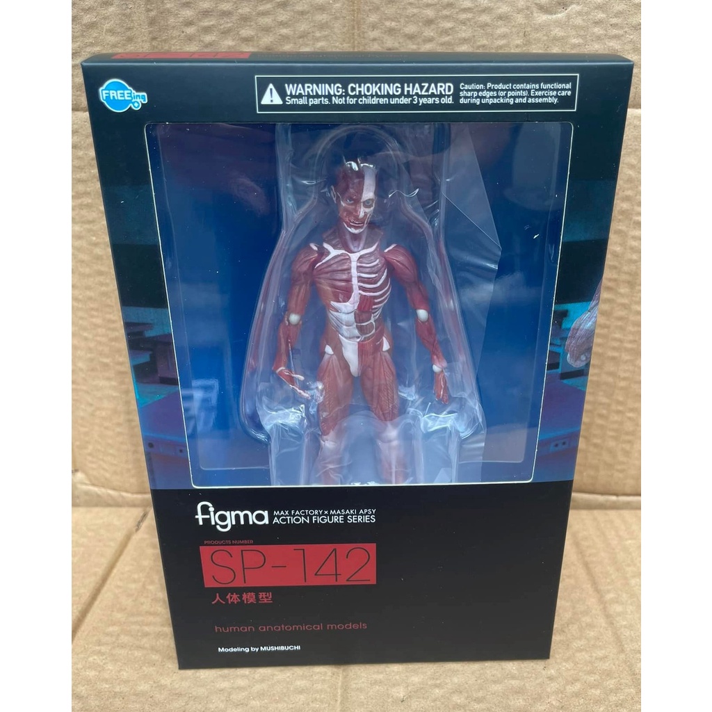 figma SP-142 Human Anatomical Model | Shopee Philippines