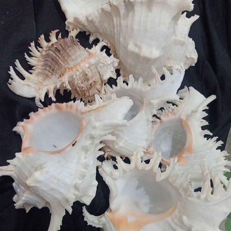 CHICOREUS RAMOSUS/WHITE ROGIK LARGE SHELL SHELL SHELL SHELL SHELL SHELL ...