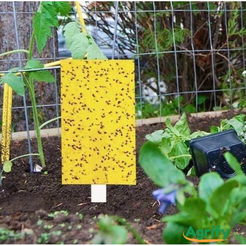 Double-Sided Yellow Insect Trap Paper – 20x15cm | Sticky Fly & Pest ...