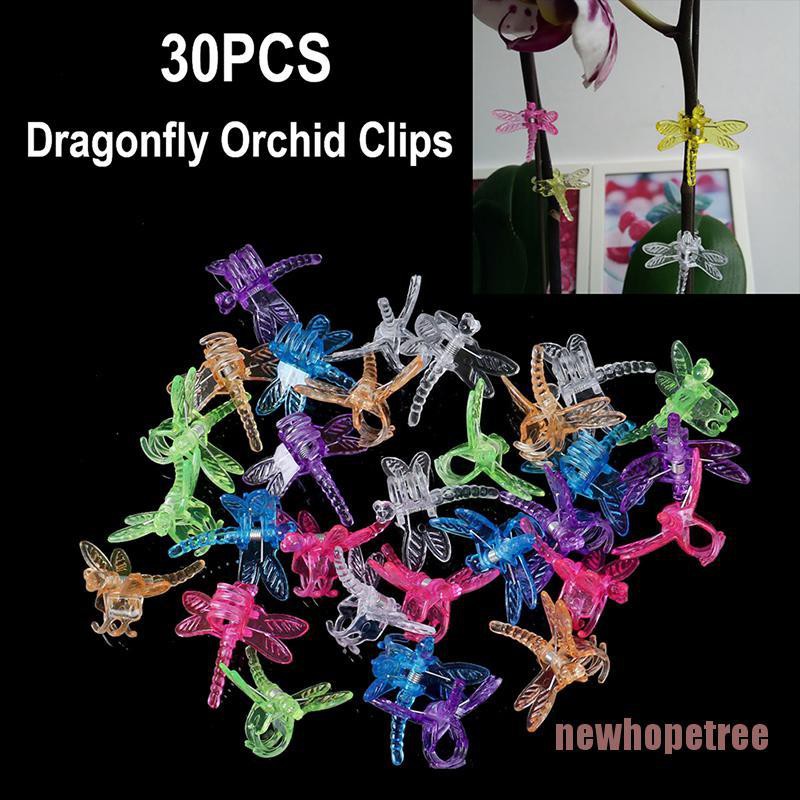 NTPH 30Pcs Dragonfly Orchid Clips Orchid Grower Support Garden Plant ...