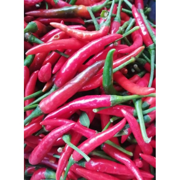 Fresh Hybrid Siling Labuyo/Siling taiwan Seeds ( 50pcs Repack) | Shopee ...