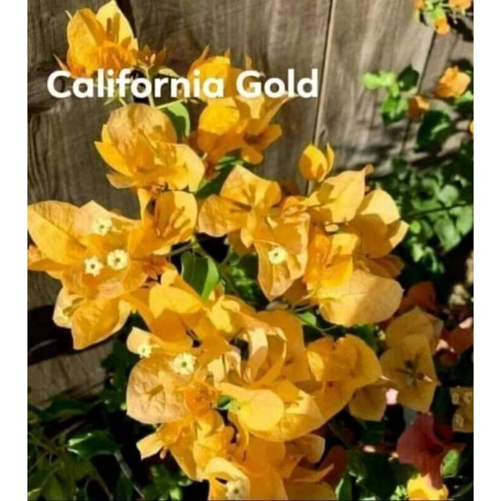 Sale Bougainvillea Cuttings Shopee Philippines