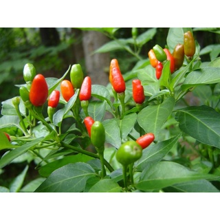 HIGH QUALITY SILI SEEDS (Siling Labuyo/Demonyo/Taiwan, Bell Pepper ...