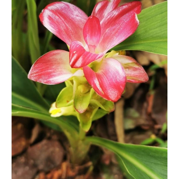 Wild ginger(curcuma aromatica) rhizomes or whole plant-3 pcs for ...