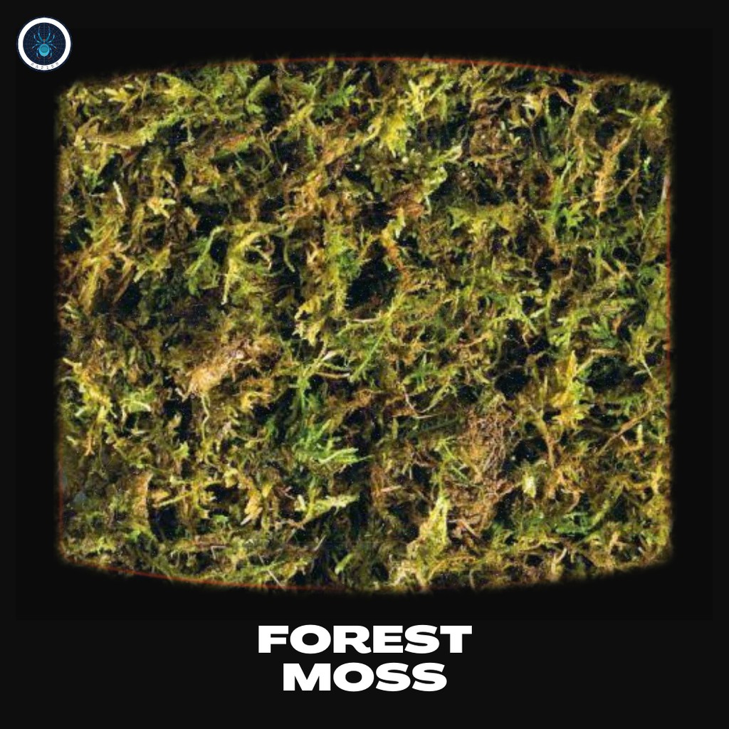 [Sapien] Tropical Dry Forest Moss Substrate 50g for Humidity Terrarium ...