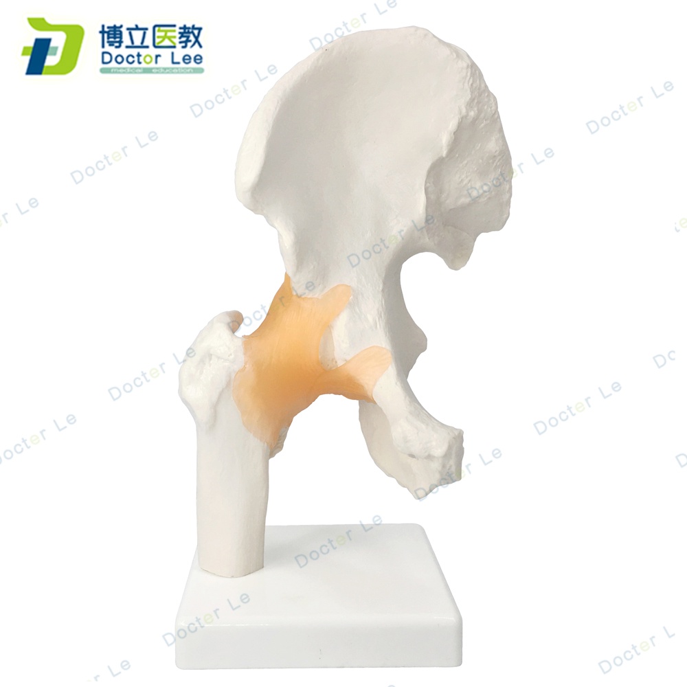 Realistic Surface Human Hip Joint Skeleton Model with Ligaments for ...