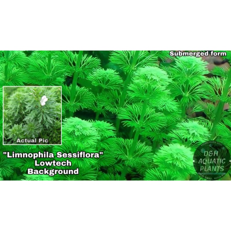 "Limnophila Sessiflora" (8cps) | Shopee Philippines