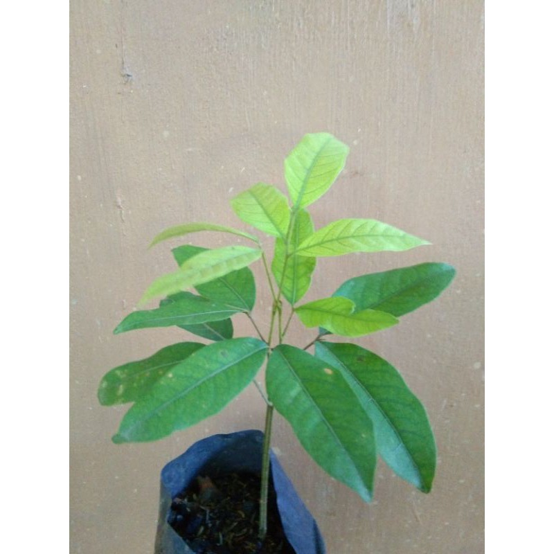 Rambutan Seedling (1pc) | Shopee Philippines