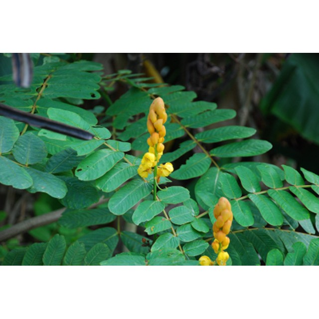 Acapulco Asunting Plant Seeds / Senna Alata 25 seeds | Shopee Philippines