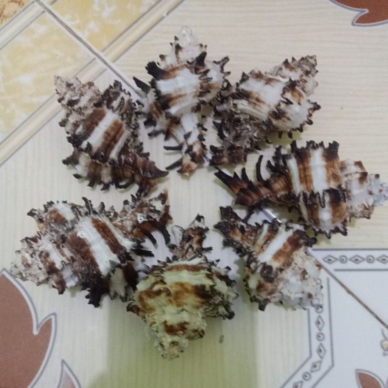 Chicoreus HEXAPLEX/ROGIK SHELL SHELL SHELL SHELL SHELLS | Shopee ...