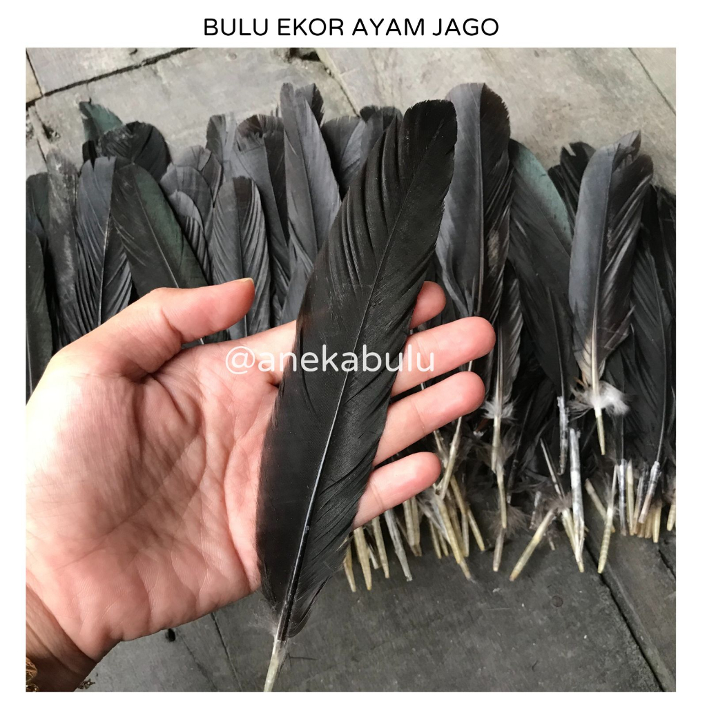 HITAM Original Black Round Tip Good Tail Feather - Selling Original ...