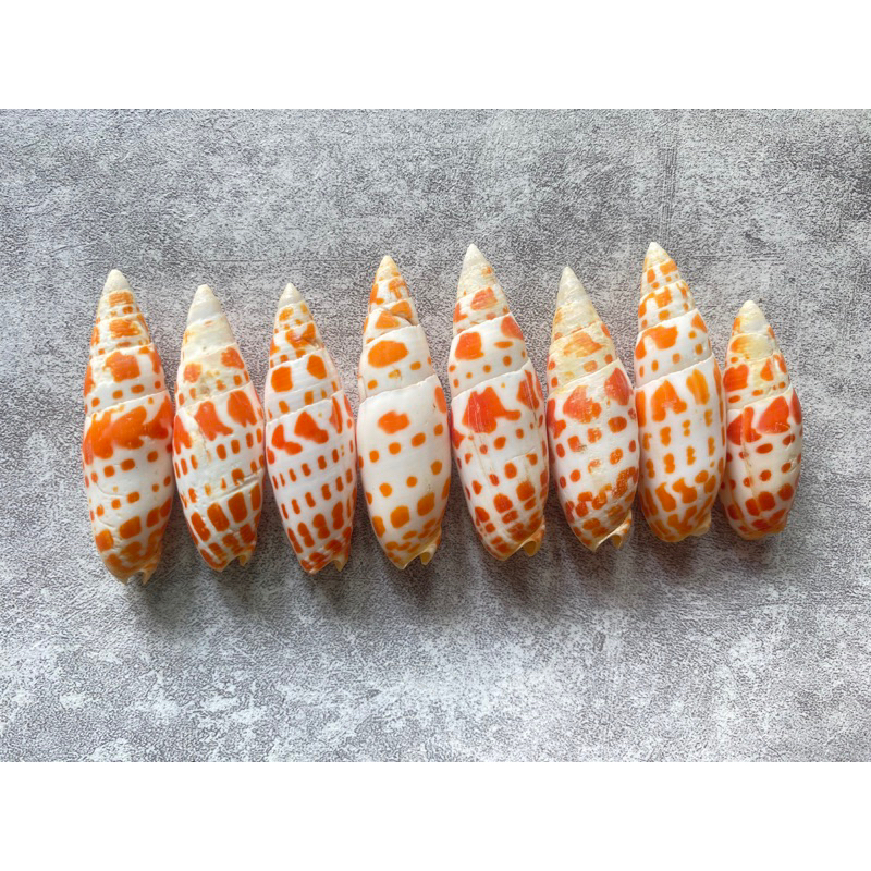 Mitra MITRA MITRA MITRA SHELLS | Shopee Philippines