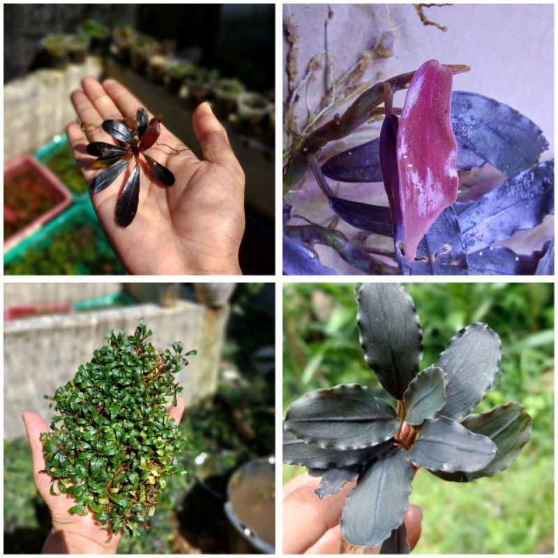 4 Types Of Saving Packages | Shopee Philippines