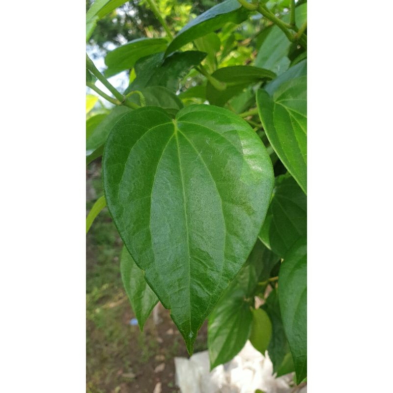 Newly Picked Fresh Betel Leaves/Betel Leaves | Shopee Philippines Newly Picked Fresh Betel Leaves/Betel Leaves | Shopee Philippines