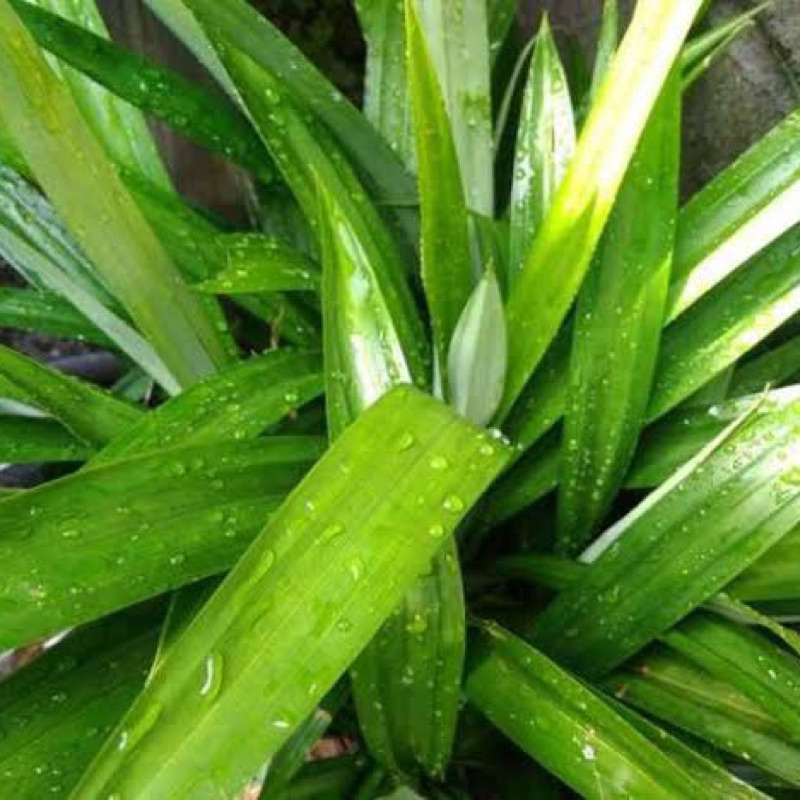 Pandan Leaves/Fragrant Pandan Leaves Per 5 Sheets | Shopee Philippines