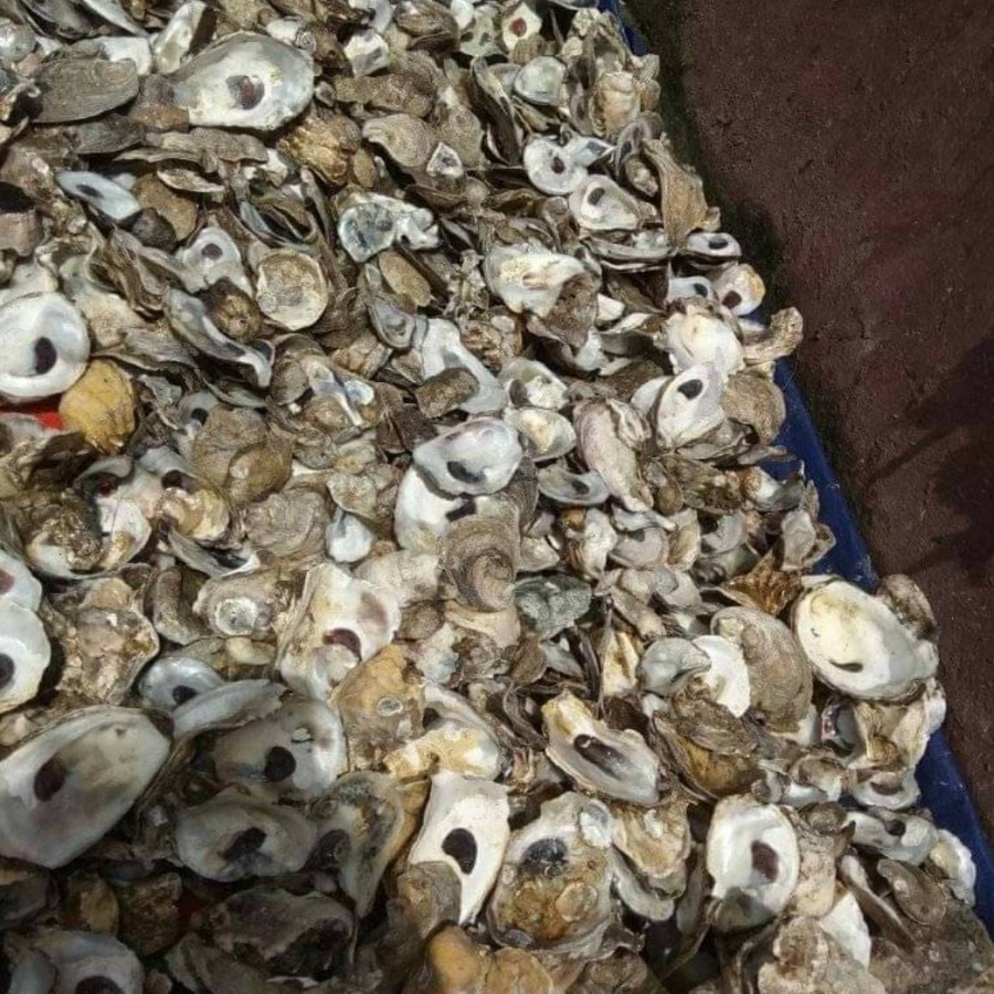 Oyster Shell Shell Pond Filter Media Stabilizer ph Buffer | Shopee Philippines