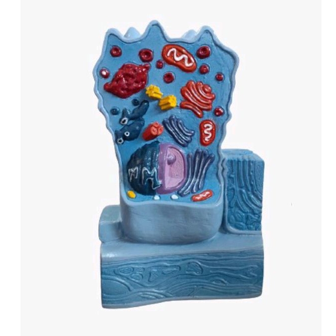 Animal Cells Animal Cells Educational Teaching Aids Animal Cell Models ...