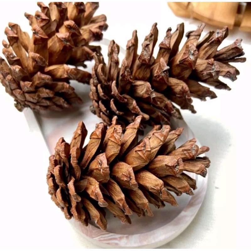 Pine Cone Toy Bite Hamster/Hamster Chew Toy Pine Seeds Fir Fruit ...