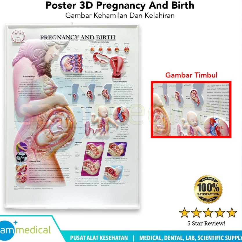 3D Pregnancy And Birth Posters / Pregnancy And Birth Posters/ Pictures on embossed posters ...