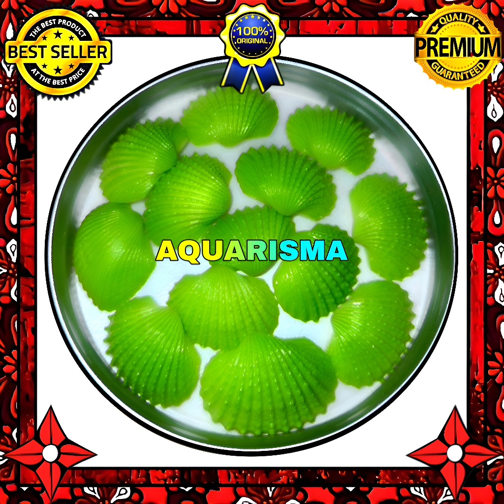 HIJAU Collections AND DECORATIONS - BIVALVIA ANADARA GRANOSA GREEN ...