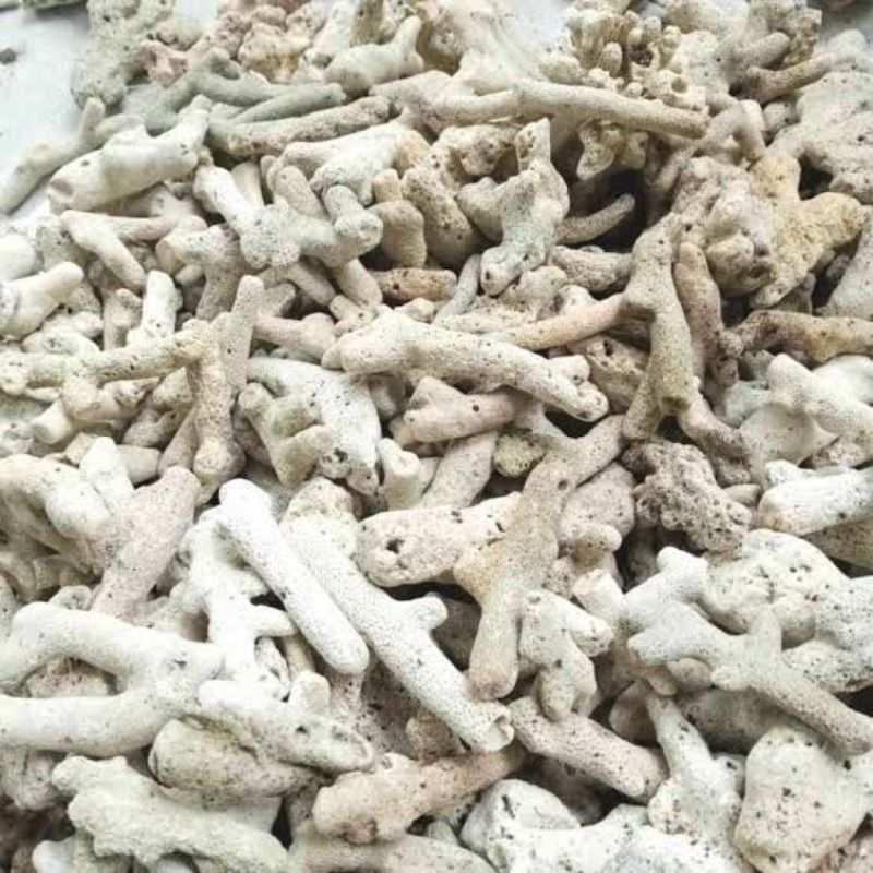 Ginger coral aquarium/pond filter media | Shopee Philippines