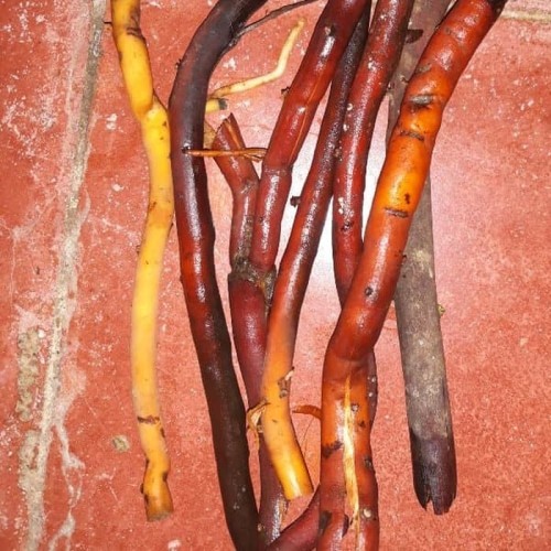 Dried Coconut Tree Roots 500 grams | Shopee Philippines