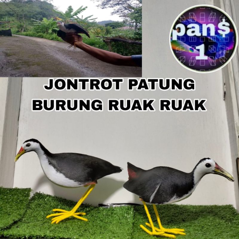 Ruak ruak bird jontrot statue looks like the original | Shopee Philippines