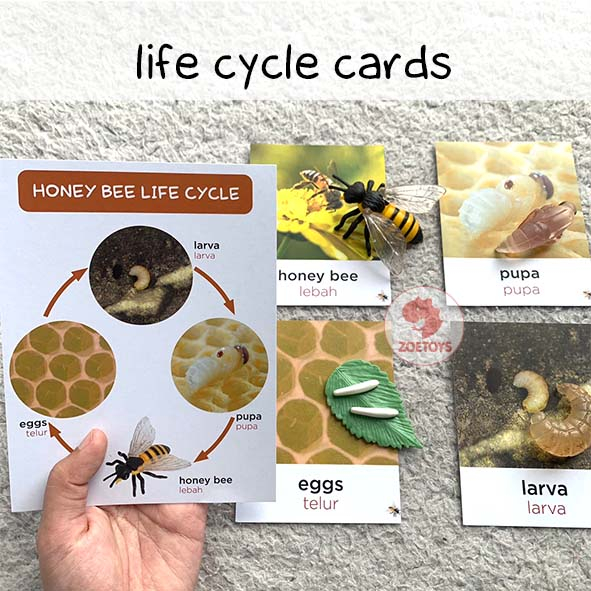Zoetoys Life Cycle Cards | Flashcards Animal Life Cycle Cards of ...