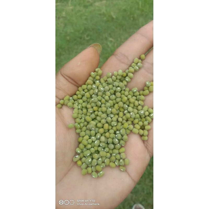 LOKAL HIJAU Local organic green beans just harvest green beans 1 kg ...