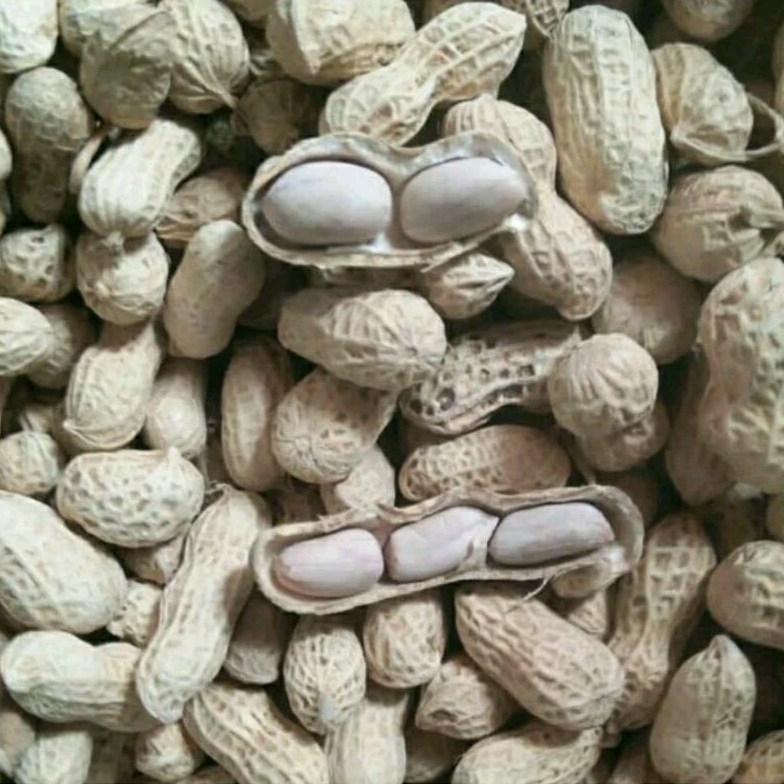 Salty Oven Beans/Oven Skin Nuts/ Oven Skin Nuts 250 Grams | Shopee ...