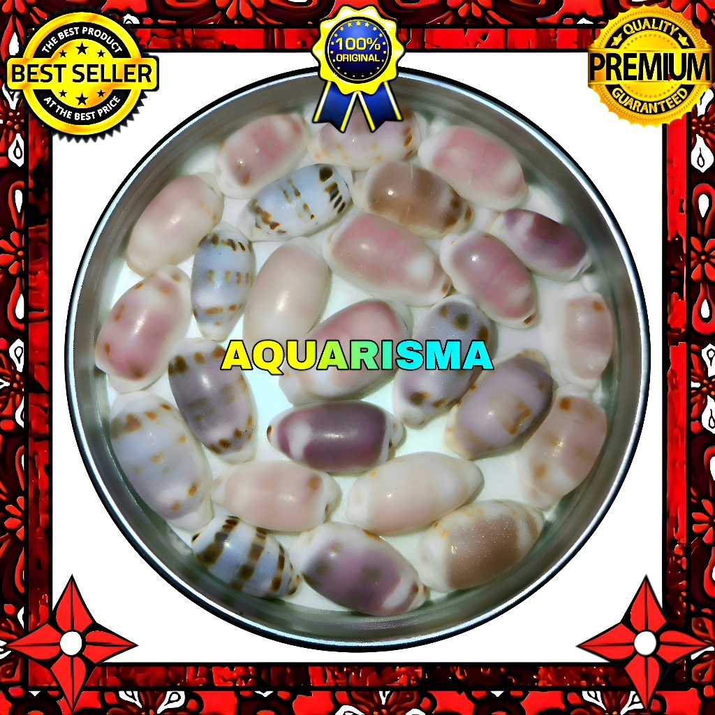 DECORATIONS AND COLLECTIONS - COWRY CYPRAEA ALVEOLUS PURPLE MAGENTA ...