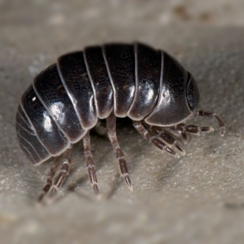 KAYU Roly-poly Bugs/Pill Bugs/Doodle Bugs/Wood Louse/Isopoda/Wood ...