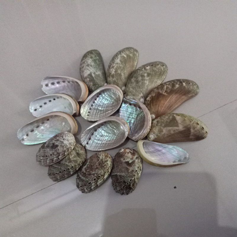 MATA Abalone Shell Shell/Seven Eyes | Shopee Philippines