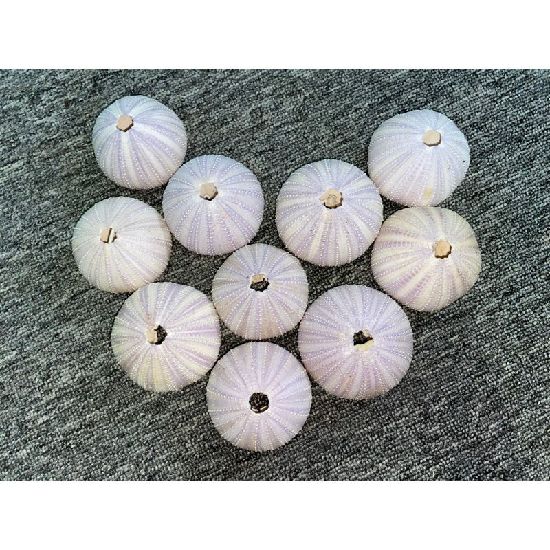 UNGU THIN PURPLE PIG FEATHER SHELL | Shopee Philippines