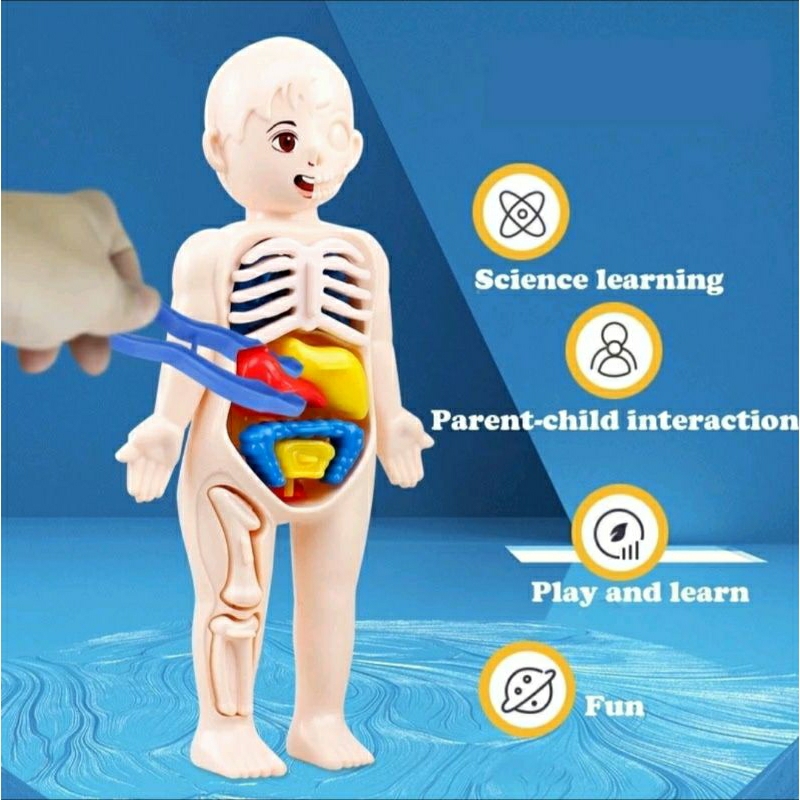 Children's educational toys anatomy of human body organs human body 3d ...