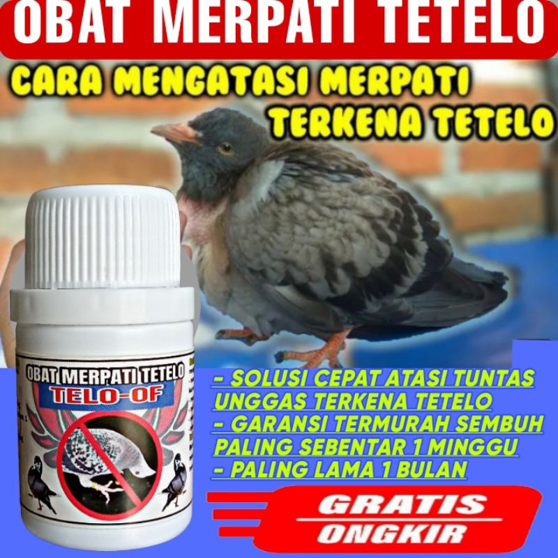 Tetelo PLUS Contains 100 Items Of The Most Powerful telo Pigeon ...