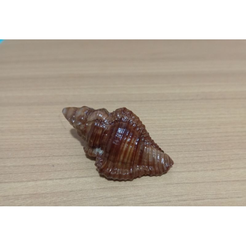 Chicoreus Capucinus Shell | Shopee Philippines