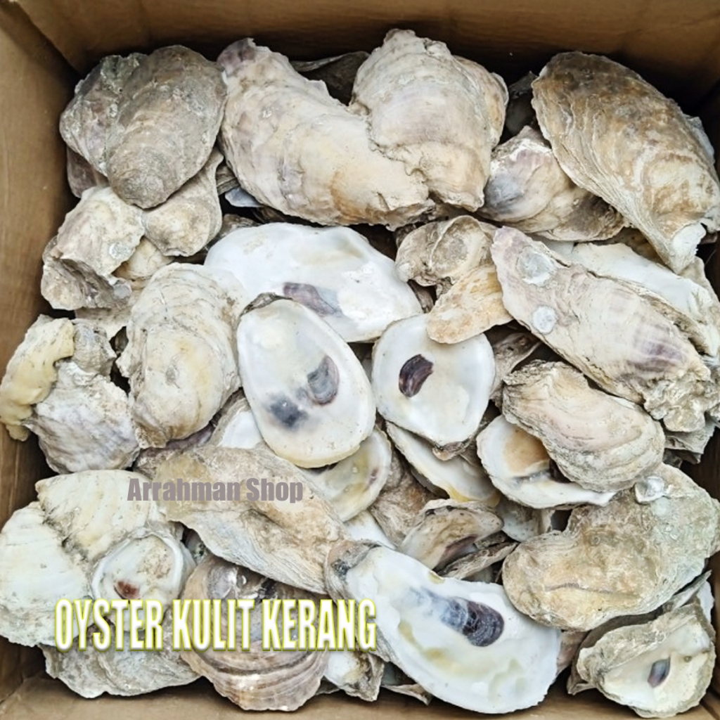 Fish Pond filter media - Oyster shell, water pH stabilizer shell ...