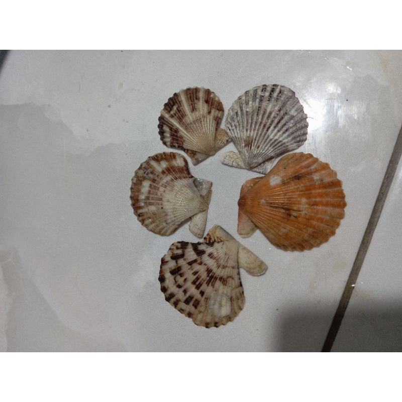 Fan clam shells 5 pcs | Shopee Philippines