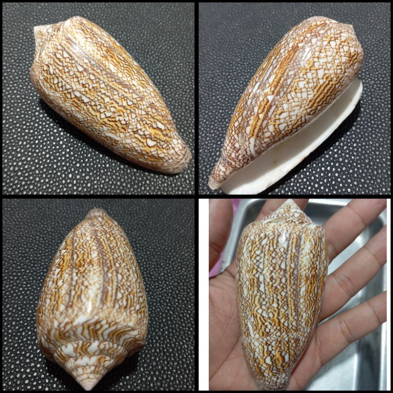 Unique conus textile clam shells for collection | Shopee Philippines