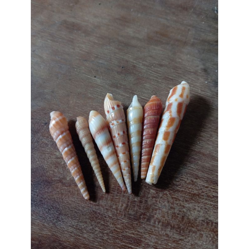 Terebra clam shells (all) | Shopee Philippines