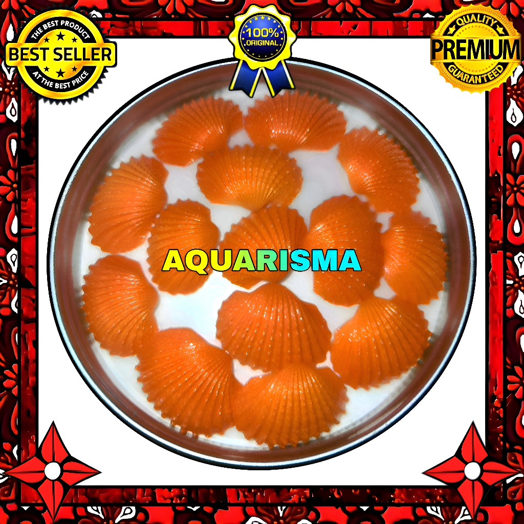 Decorations AND COLLECTIONS - VIRGIN SHELLS OREN BIVALVIA ANADARA ...