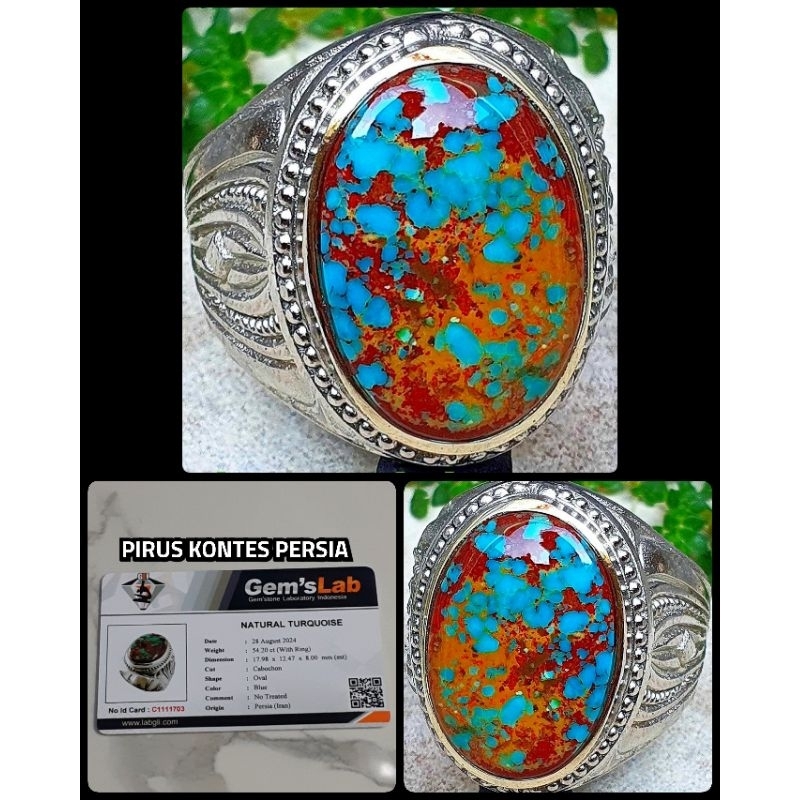 Kontes CLASS NATIONAL TEAM PERSIAN PIRUS (ORIGINAL GOLD VINE) | Shopee ...