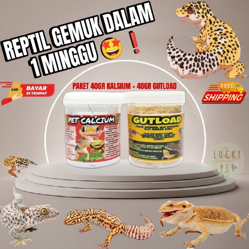 Fat Package 40GR CALCIUM SUPPLEMENT+GUTLOAD GECKO CALCIUM REPTILE ...