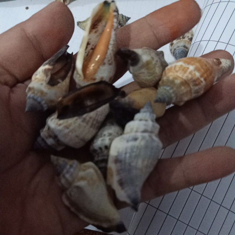 CANARIUM SHELL SHELL SHELL SHELL SHELLS, craft materials @ 50 pcs ...